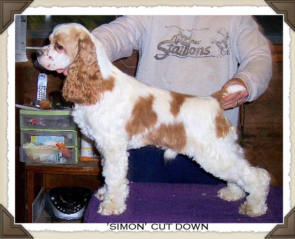 Crestrail Cockers-Simon 2009